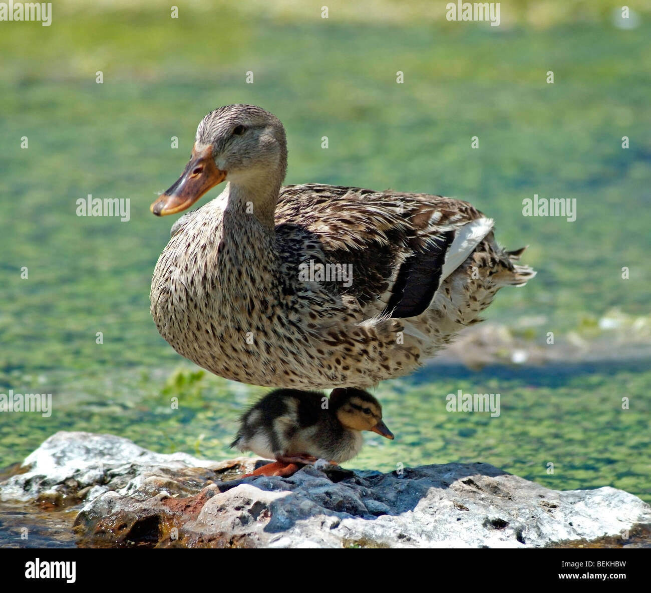duck appearing to sit on top of duckling Stock Photo - Alamy
