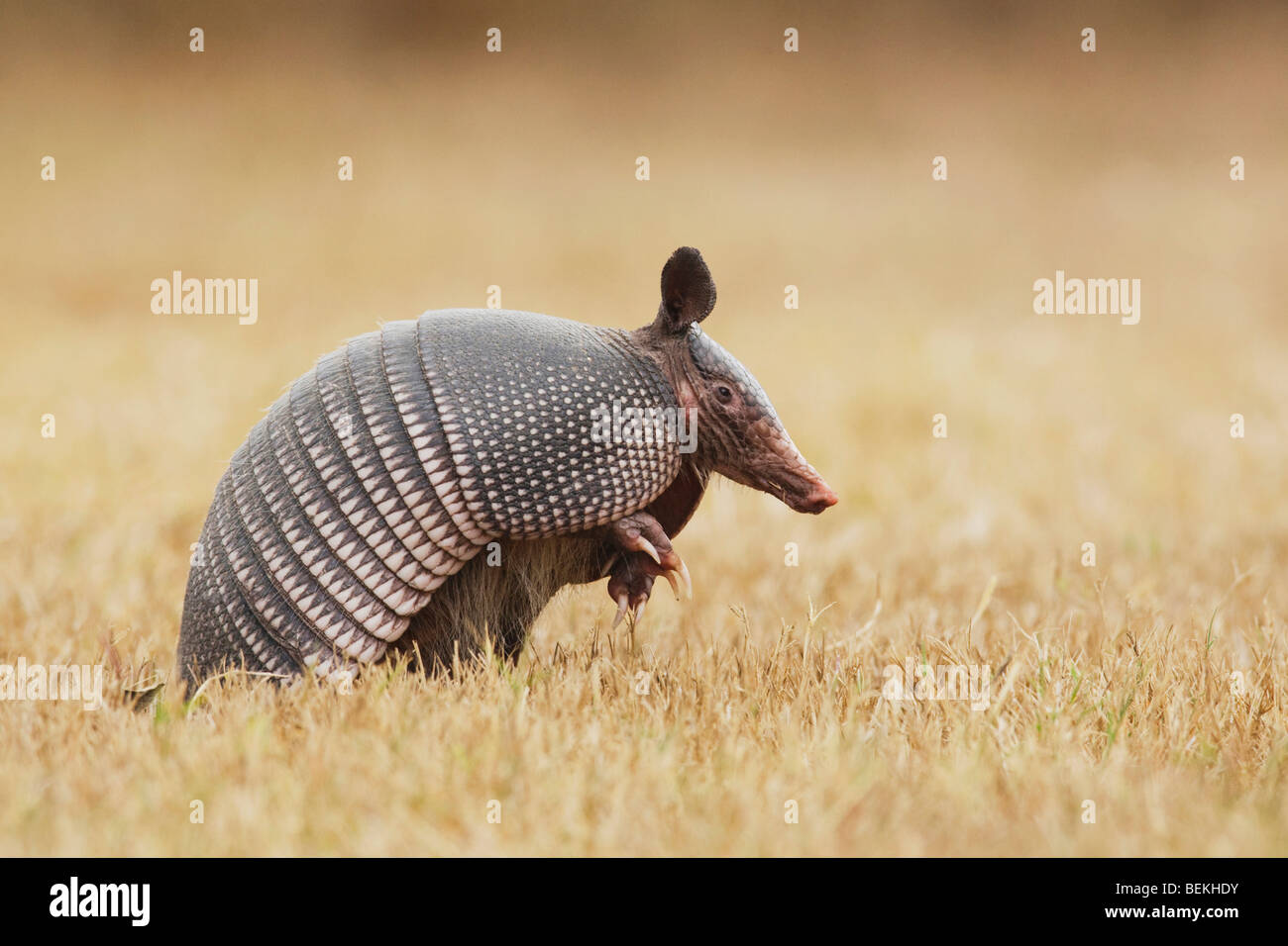 Nine-banded Armadillo (Dasypus novemcinctus), adult, Sinton, Corpus ...
