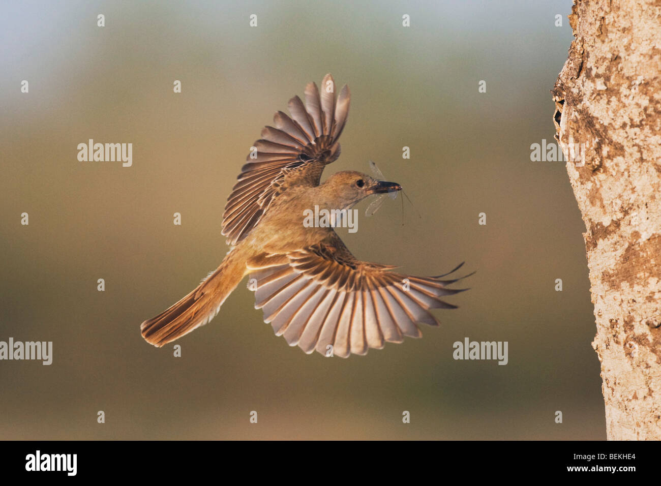 Birds that catch insects in flight hi-res stock photography and images ...