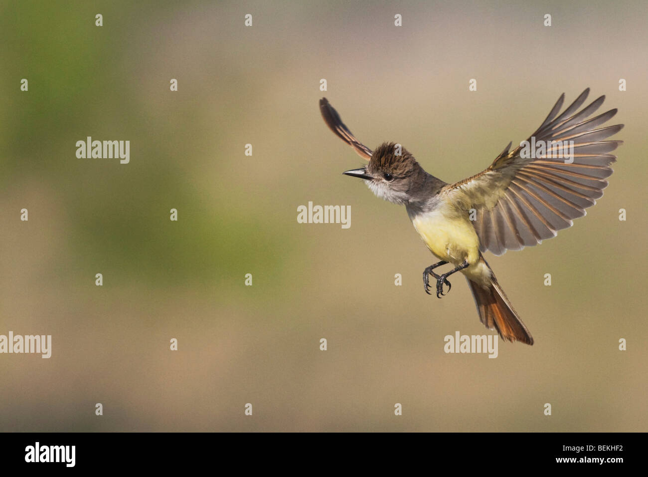 Birds that catch insects in flight hi-res stock photography and images ...