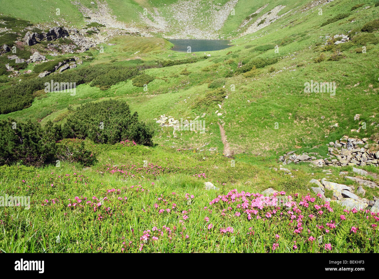 Pink rhododendron flowers and alpine lake Brebeneckul on summer ...