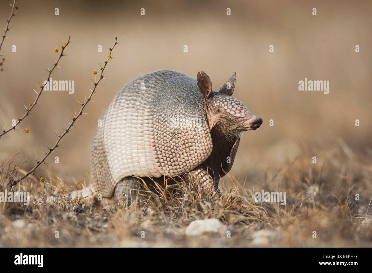 Armadillo texas close up hi-res stock photography and images - Alamy