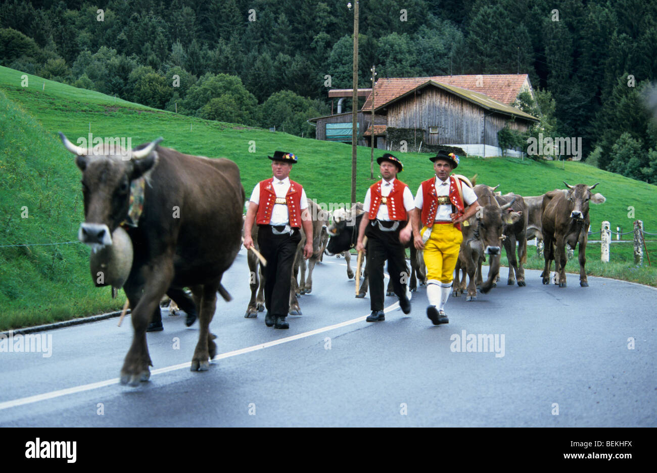 Men in traditional costumes herding alpine cows (Bos taurus), Alpaufzug ...