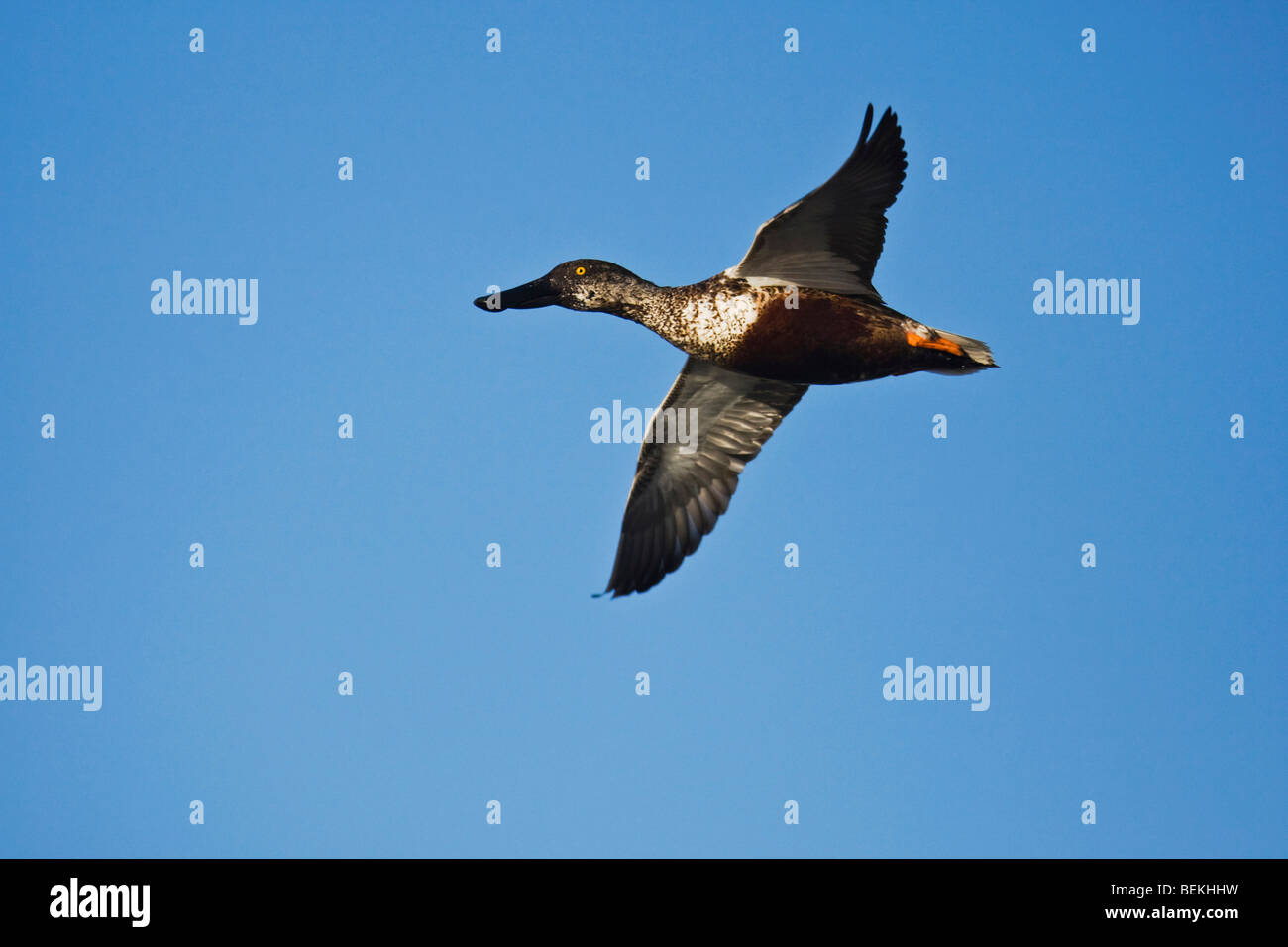Northern Shoveler (Anas clypeata), male in flight, Sinton, Corpus ...