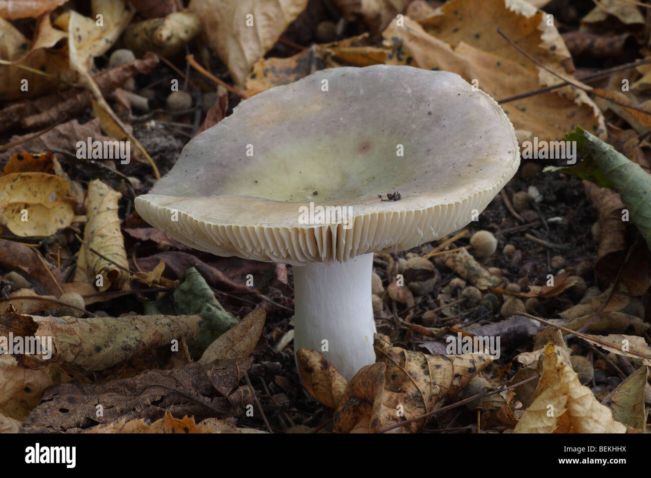 Russula grisea hi-res stock photography and images - Alamy