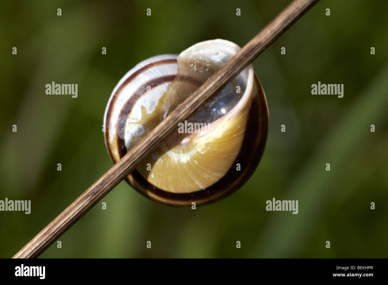 White-lipped snail (Cepaea hortensis) on stalk in summer at Dorset ...