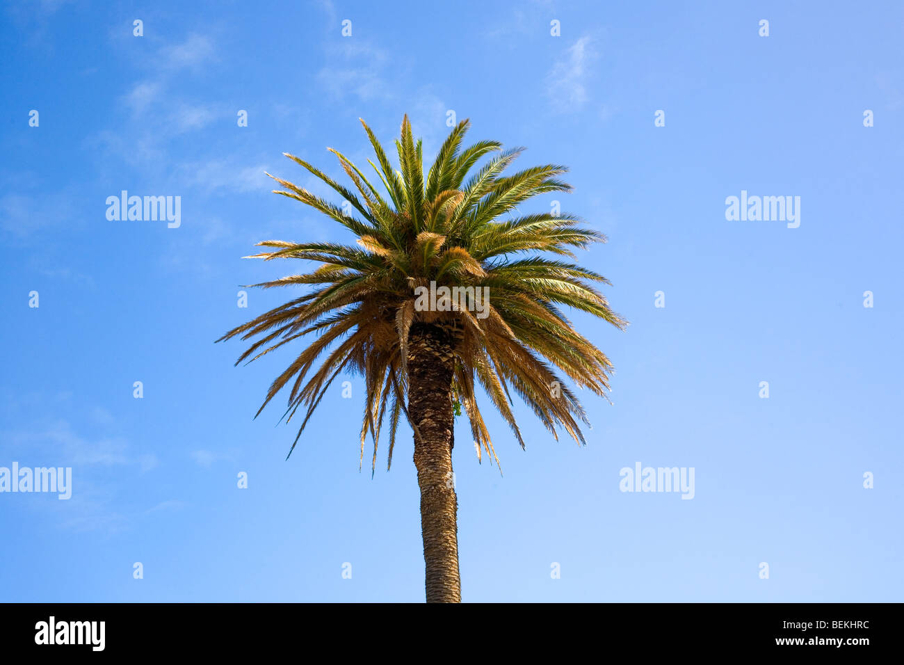 Single Palm Tree Stock Photo - Alamy
