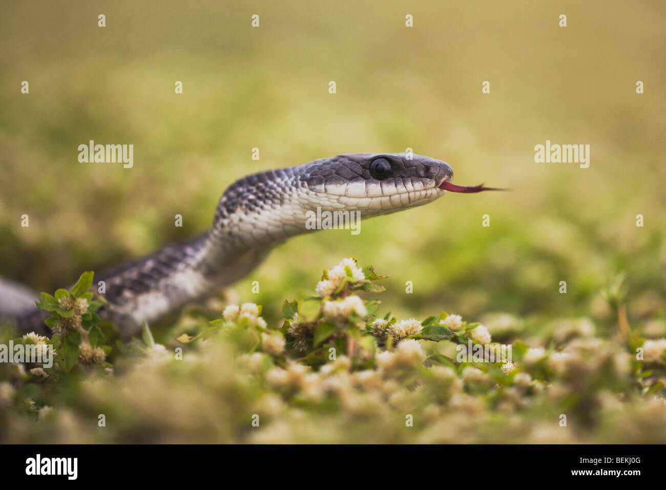 Rat Snake High Resolution Stock Photography and Images - Alamy