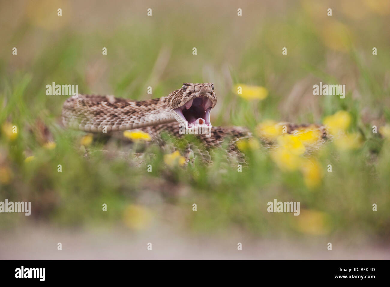 Western Diamondback Rattlesnake (Crotalus atrox), adult in defense ...