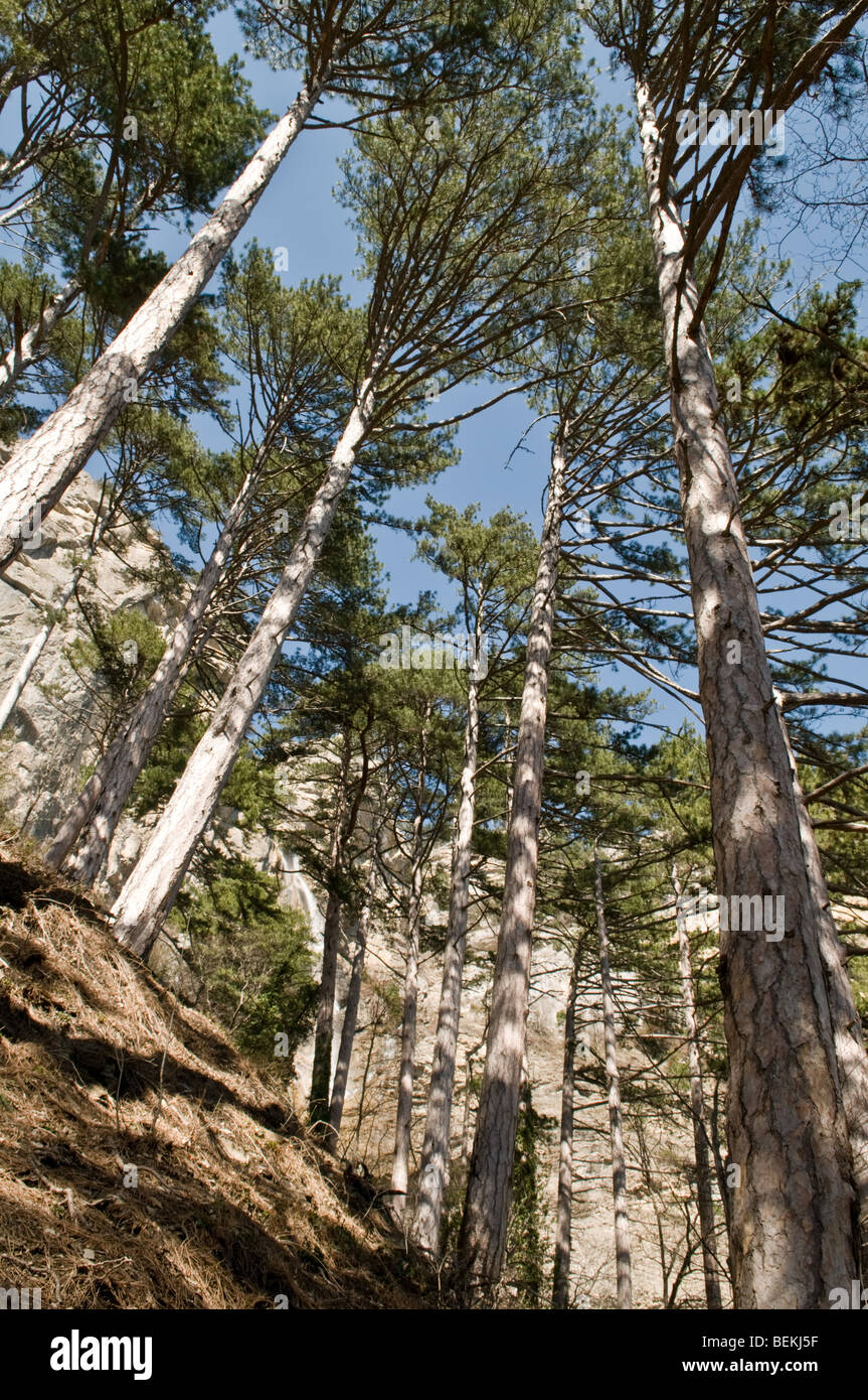 Green pine trees on mountain hi-res stock photography and images - Alamy