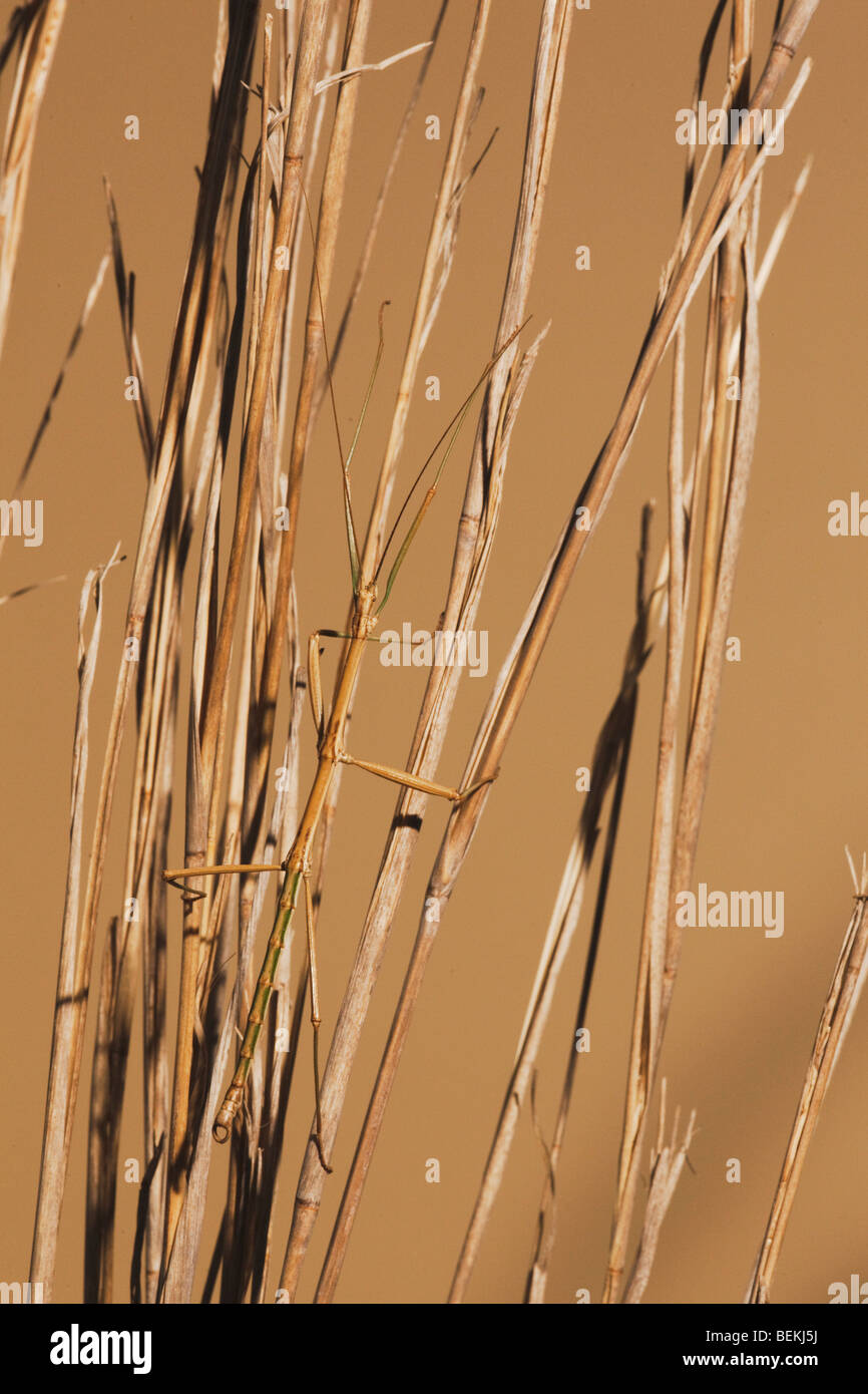 Giant Walkingstick (Megaphasma denticrus), adult in grass, Sinton ...