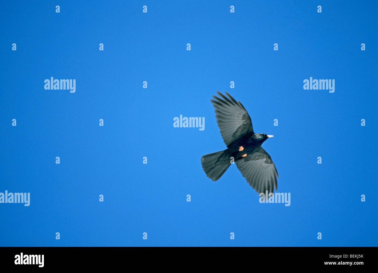 Alpine chough in flight (Pyrrhocorax graculus), Switzerland Stock Photo ...