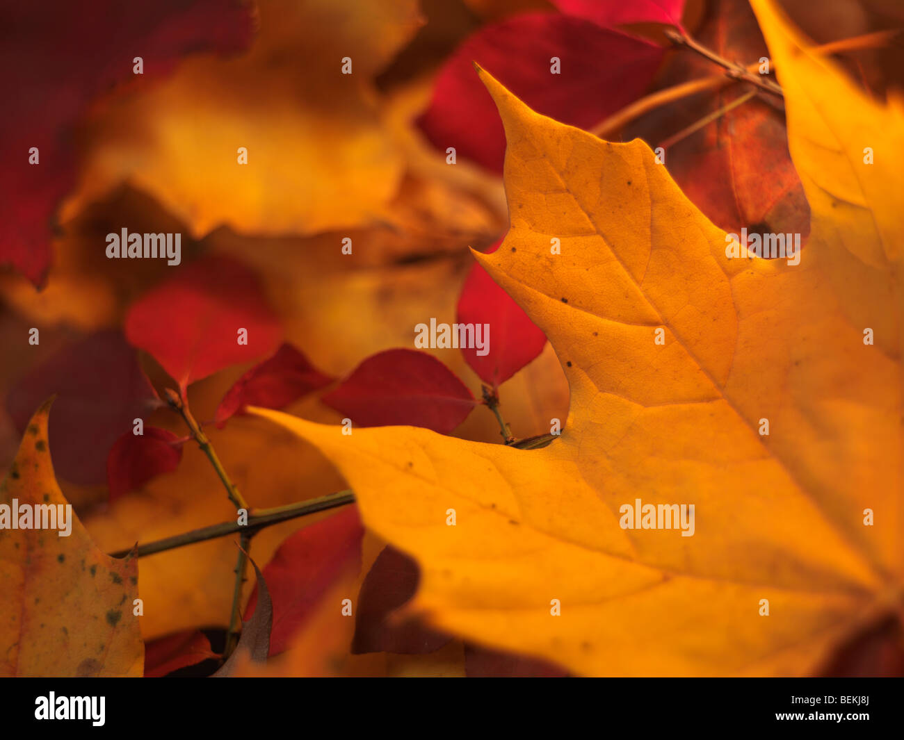 Red and yellow fall leaves Stock Photo - Alamy