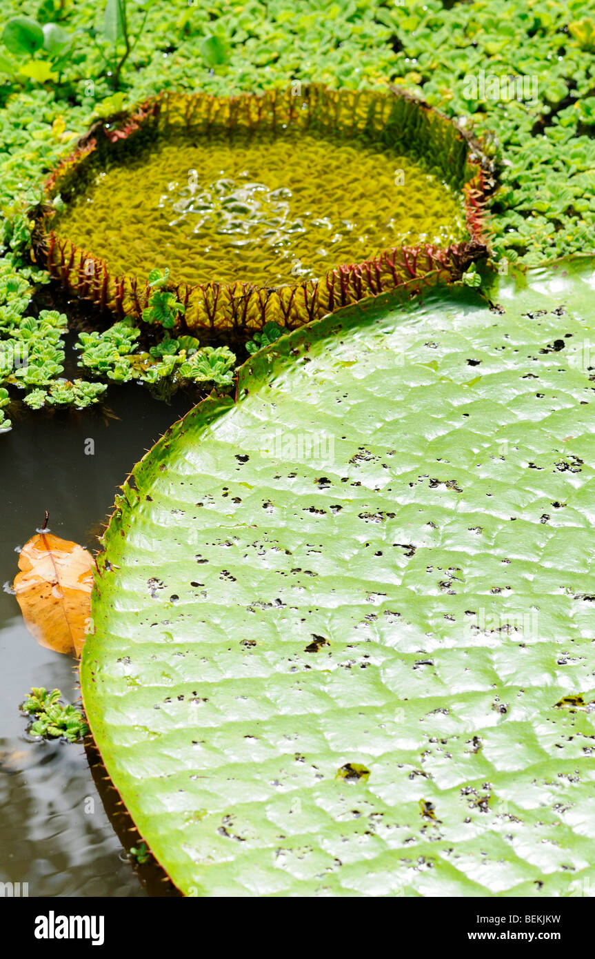 Victoria amazonica hi-res stock photography and images - Alamy