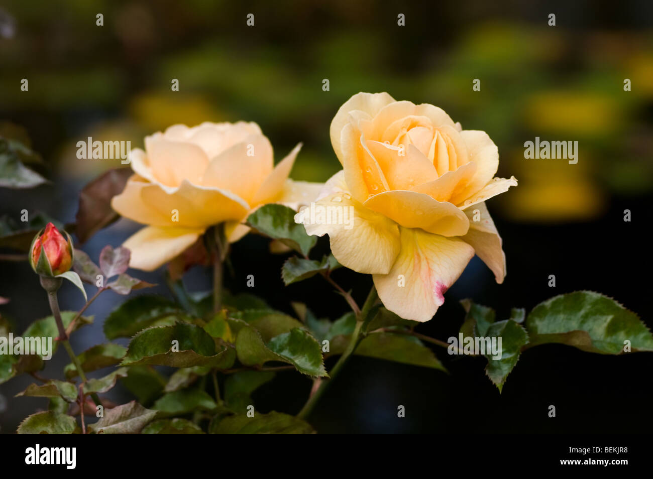 Pale Yellow Rose High Resolution Stock Photography and Images - Alamy