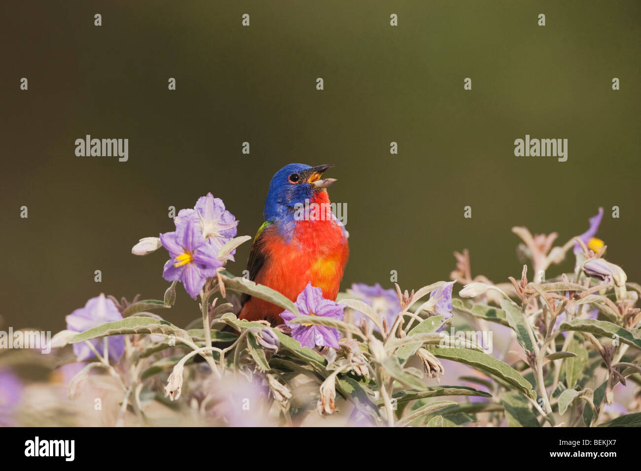 Painted Bunting (Passerina ciris), male singing on Silverleaf ...