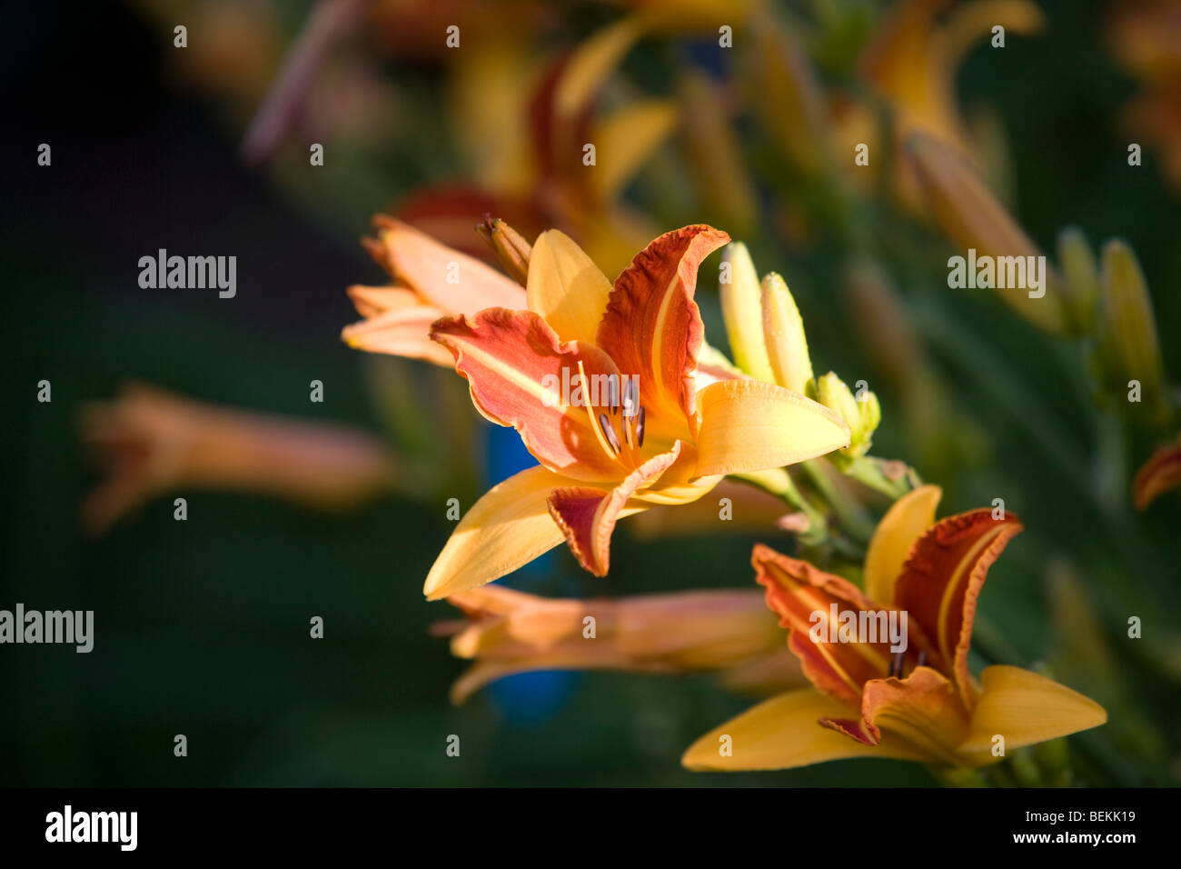 Lilies do hi-res stock photography and images - Alamy