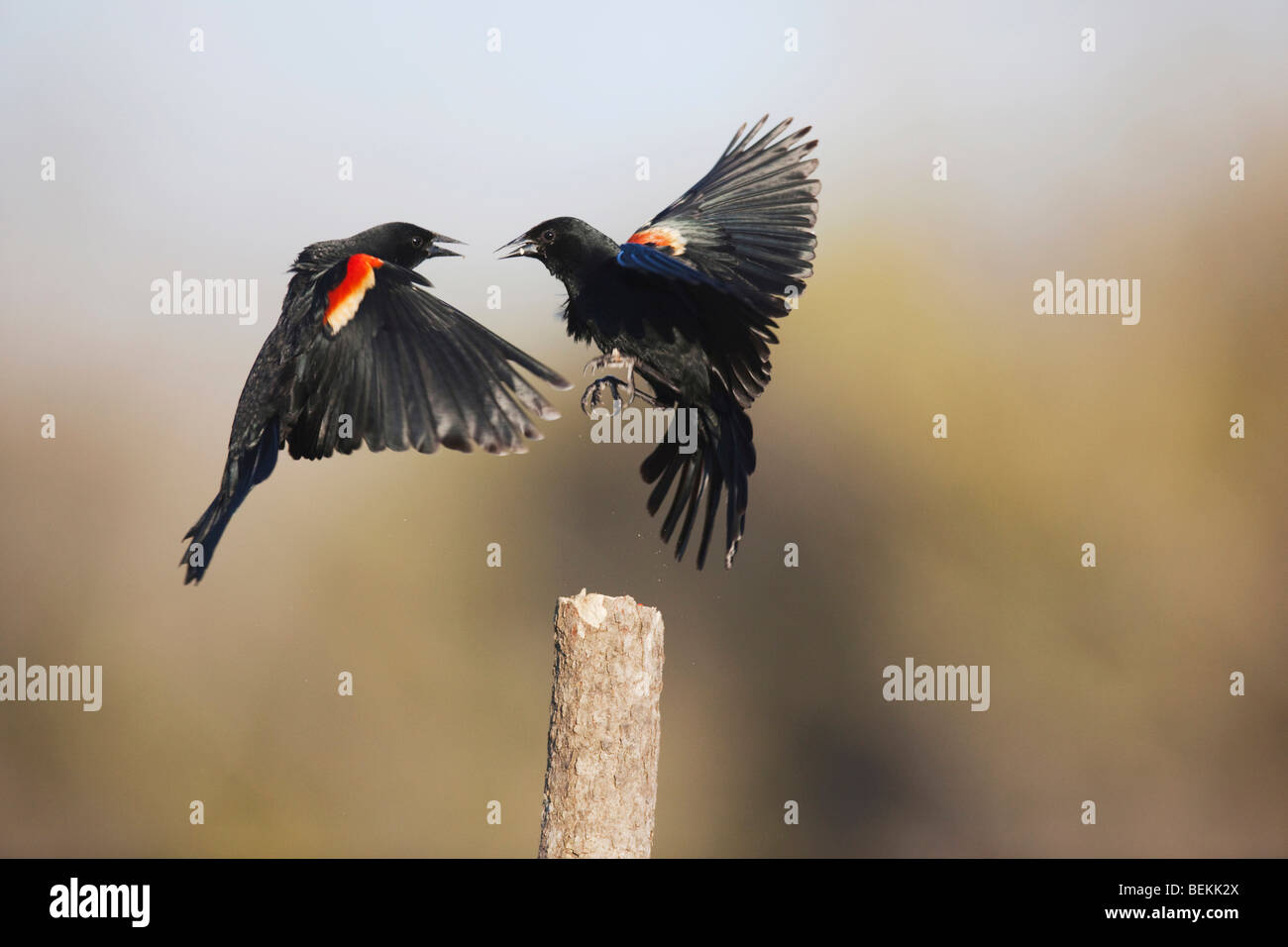 Flying red winged blackbirds hi-res stock photography and images - Alamy