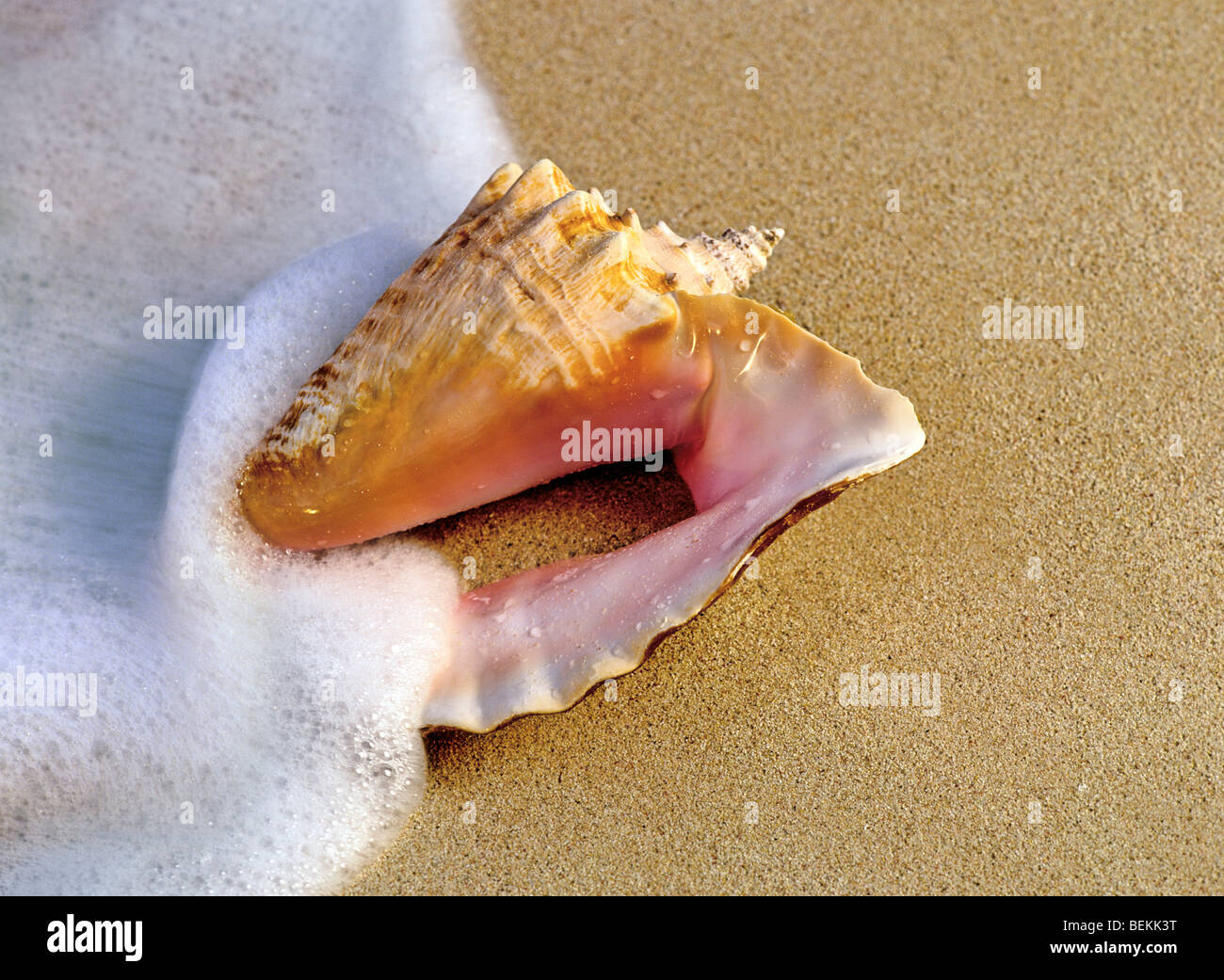 British seashell hi-res stock photography and images - Alamy