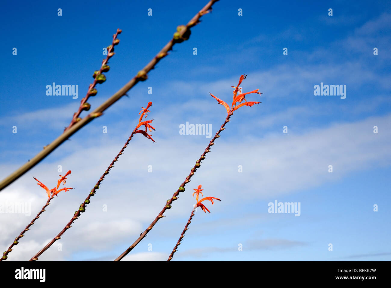 Orange budding flower Stock Photo - Alamy