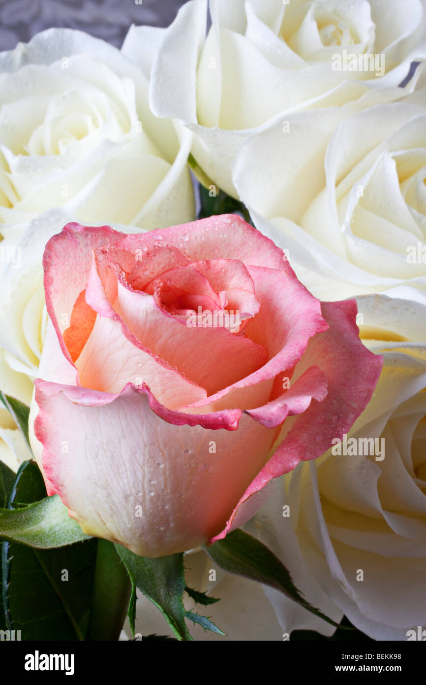 Detail pink rose blossom hi-res stock photography and images - Alamy