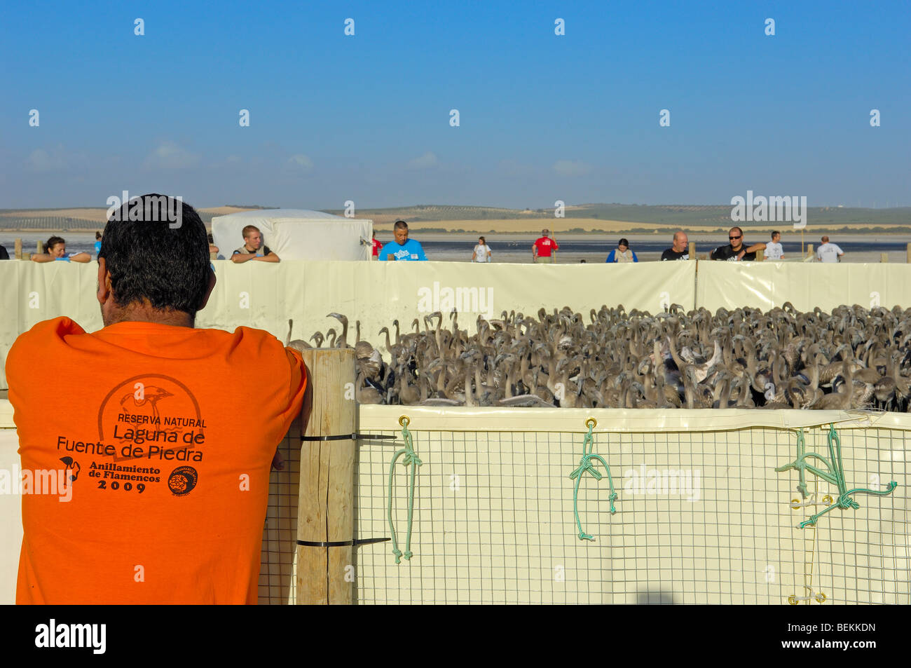 Corral bird hi-res stock photography and images - Alamy