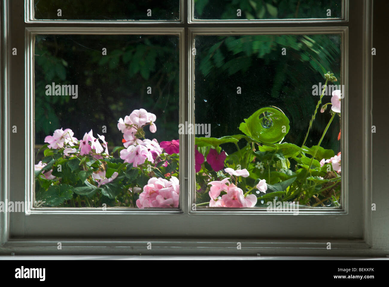 Colourful Geraniums in a window box seen through a window Stock Photo ...