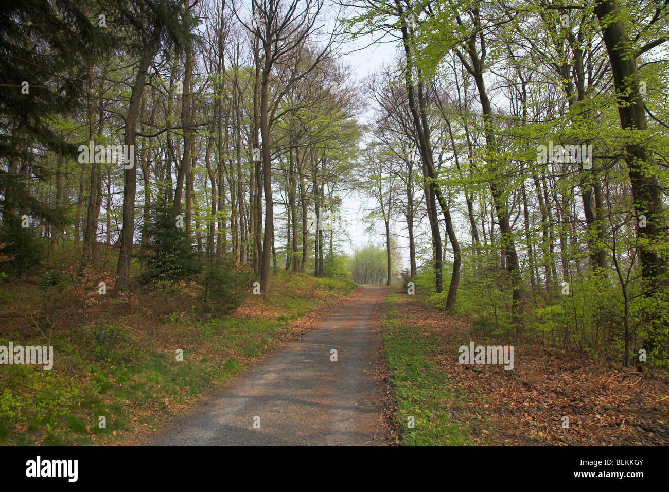 Early spring in a forest Stock Photo - Alamy