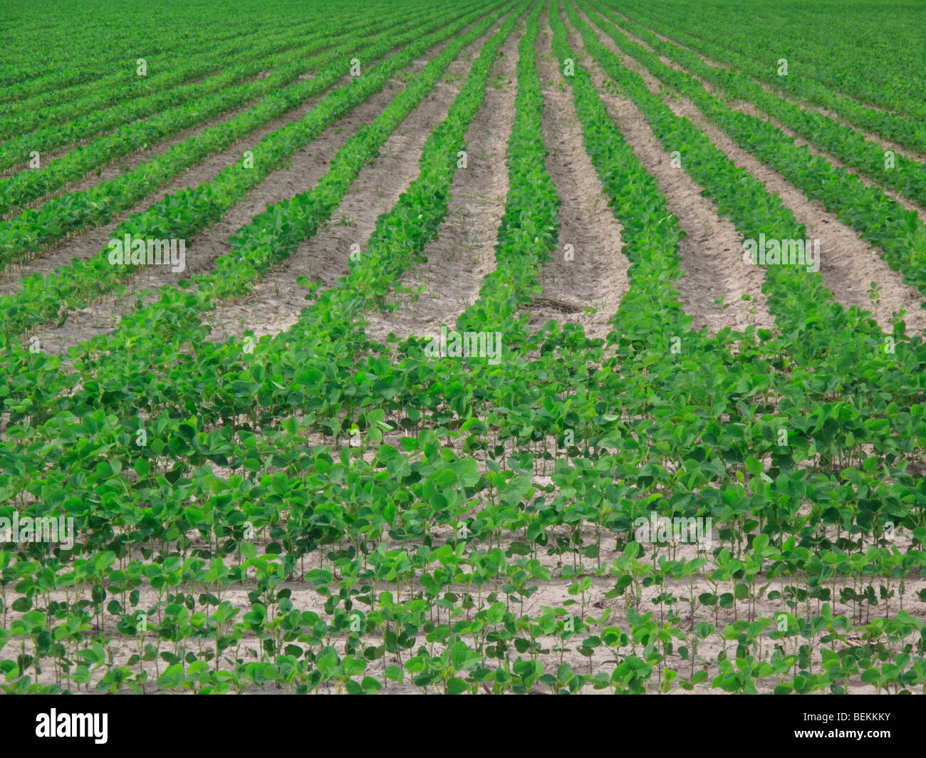 Soybean crop rows hi-res stock photography and images - Alamy