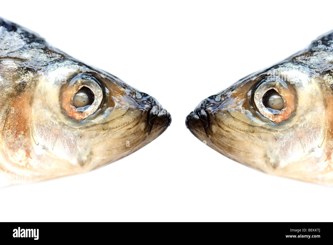 object on white - fish herring close up Stock Photo - Alamy