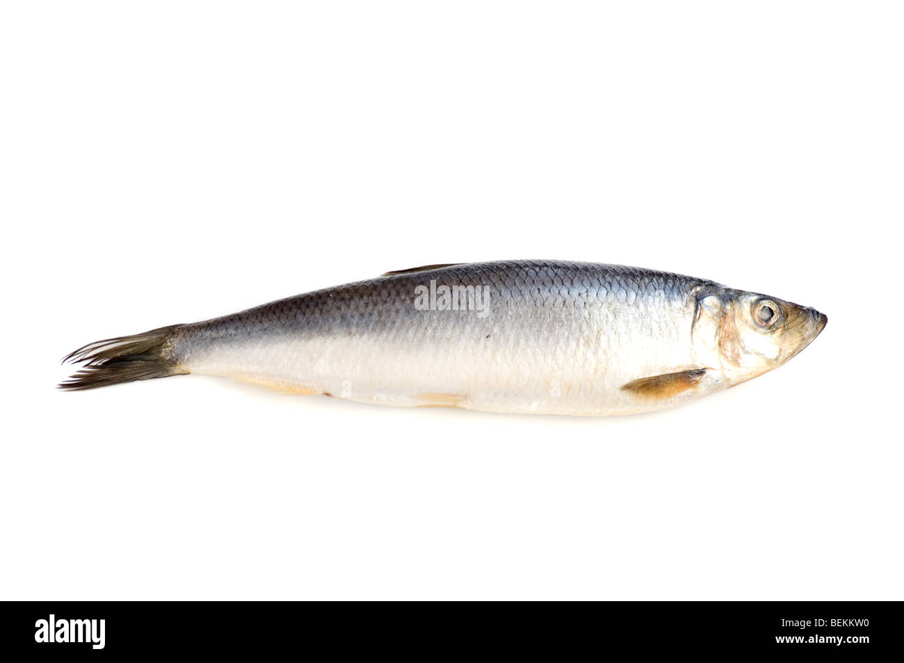 object on white - fish herring close up Stock Photo - Alamy