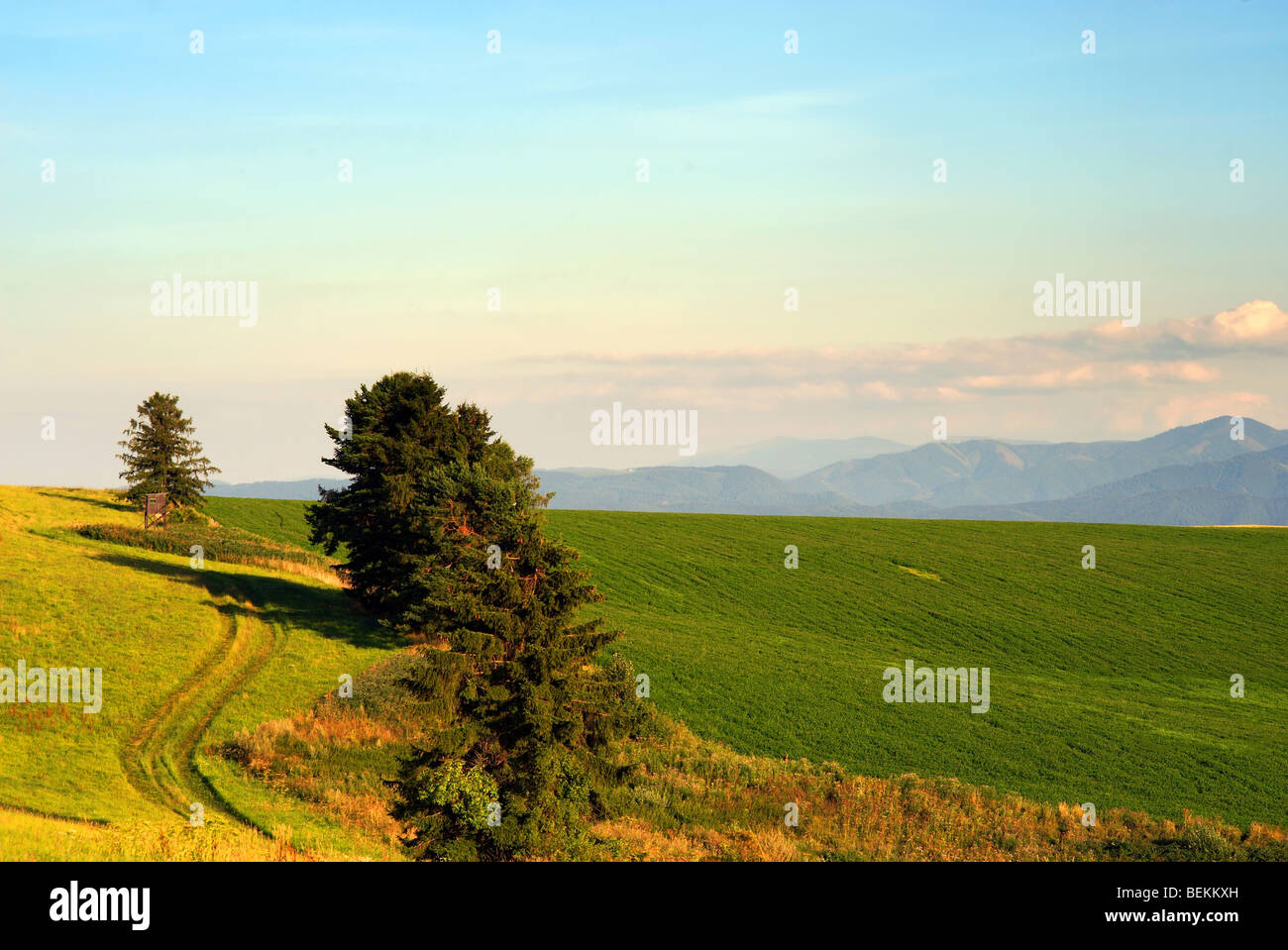 meadows with field path and trees Stock Photo - Alamy