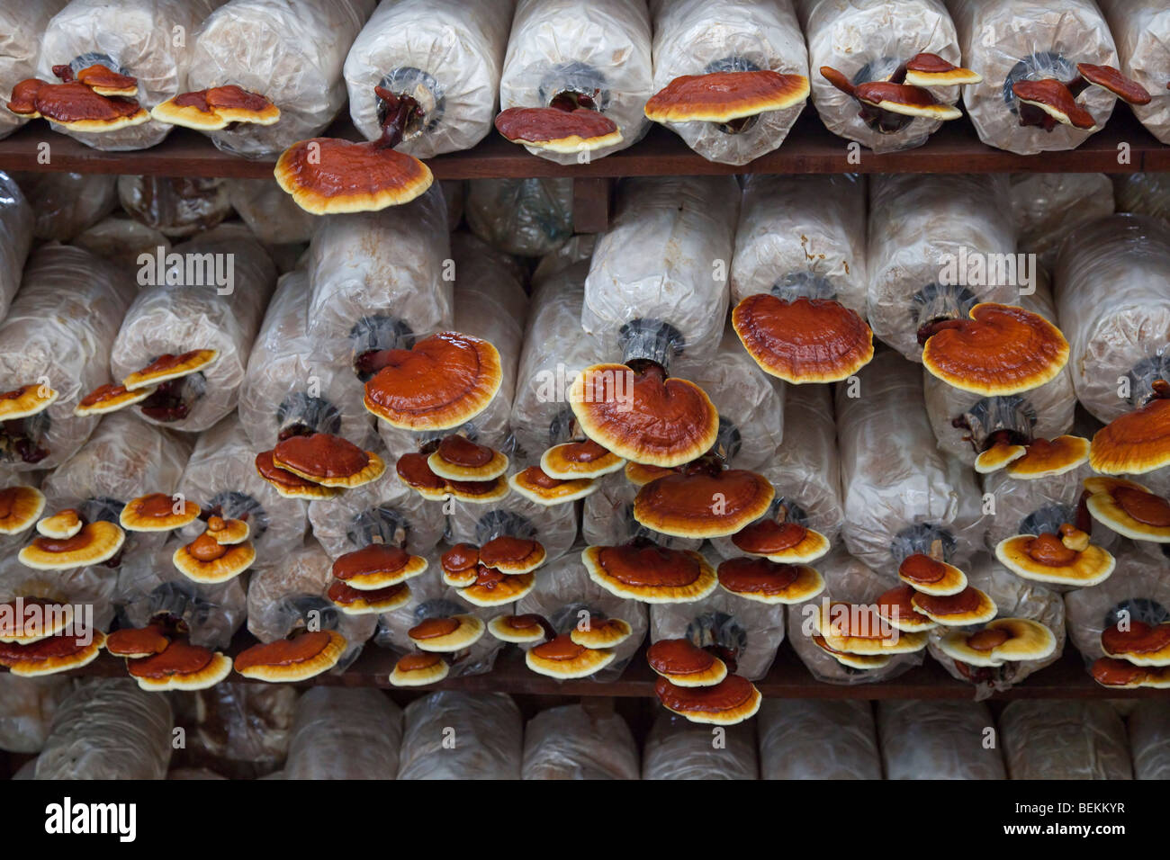 Mushroom fungi farming and commercial cultivation, Malaysia Stock Photo ...
