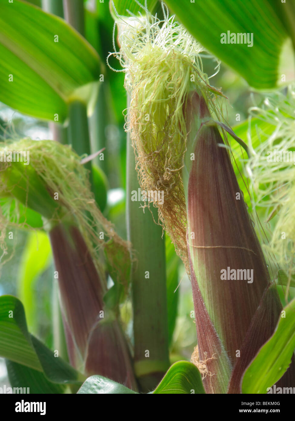 Corn Silk High Resolution Stock Photography and Images - Alamy