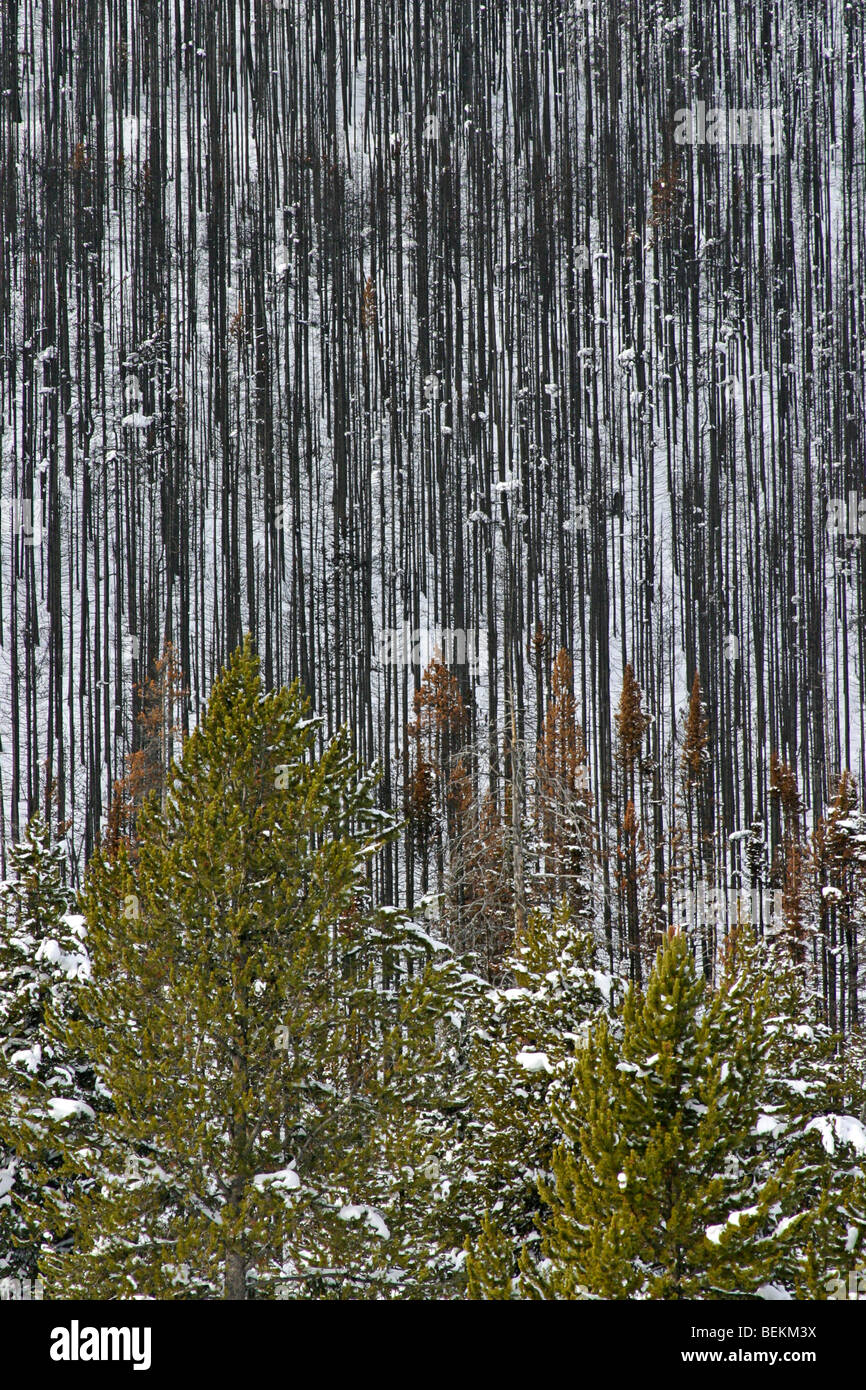 Snow lodge in yellowstone hi-res stock photography and images - Alamy