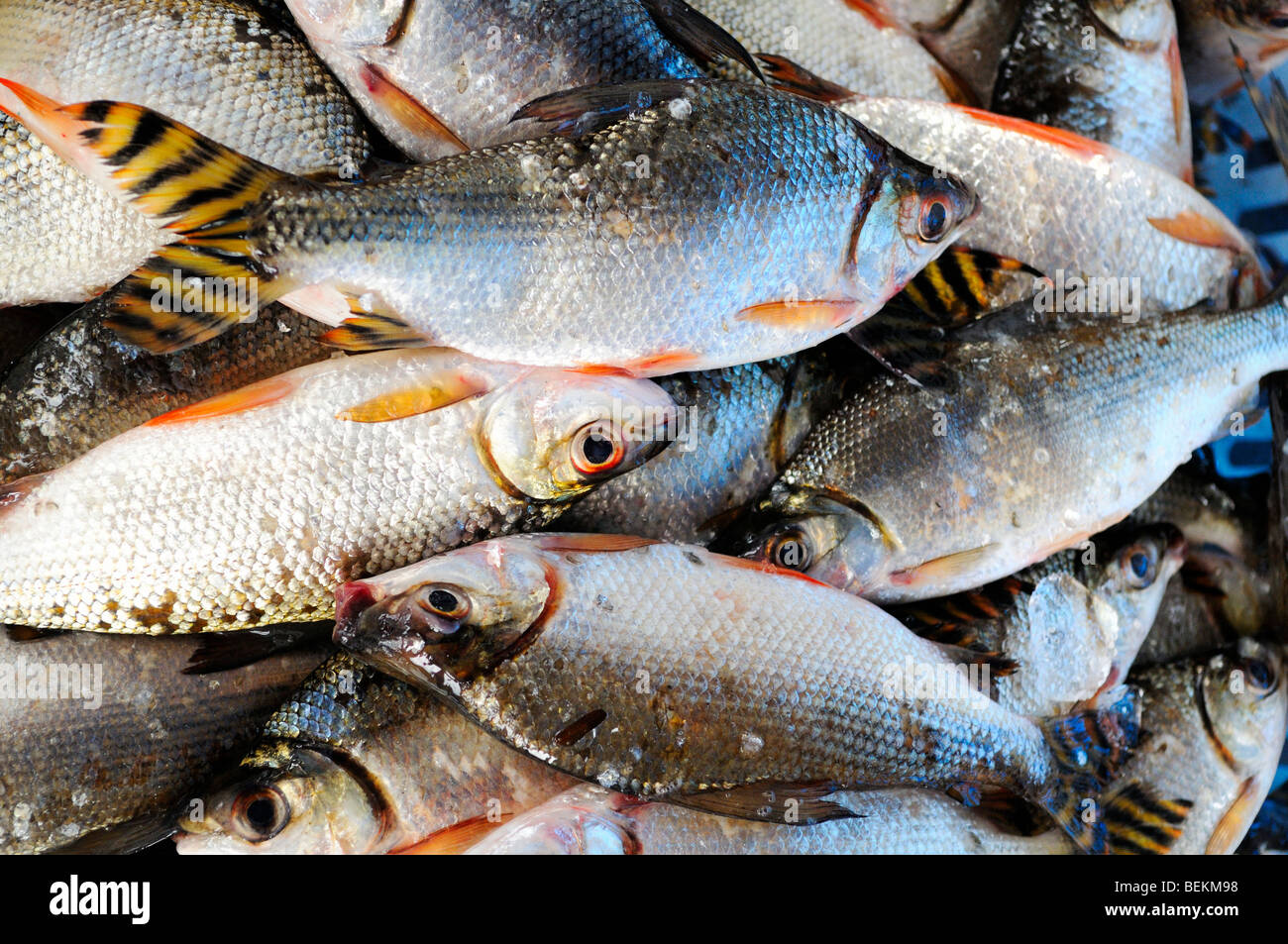 Jaraqui. Amazon region fish Stock Photo - Alamy