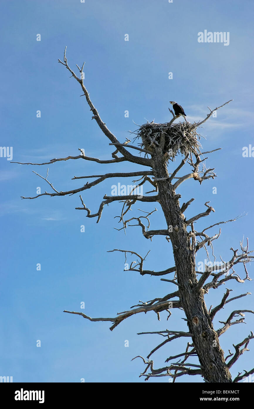 Tree with eagle nest hi-res stock photography and images - Alamy