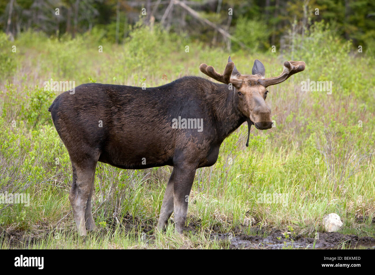 Moose eye hi-res stock photography and images - Alamy