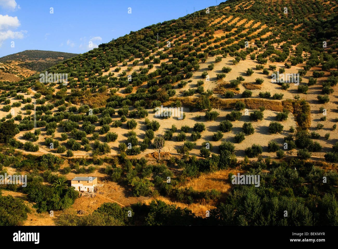 Olive trees spain hi-res stock photography and images - Alamy
