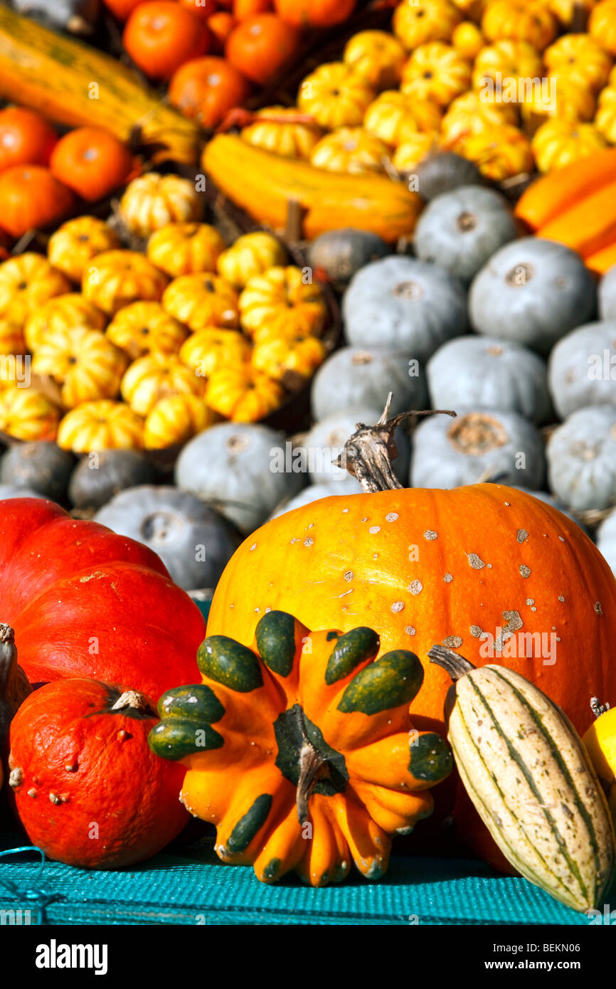 A colourful farm garden display of pumpkins at Slindon, West Sussex ...