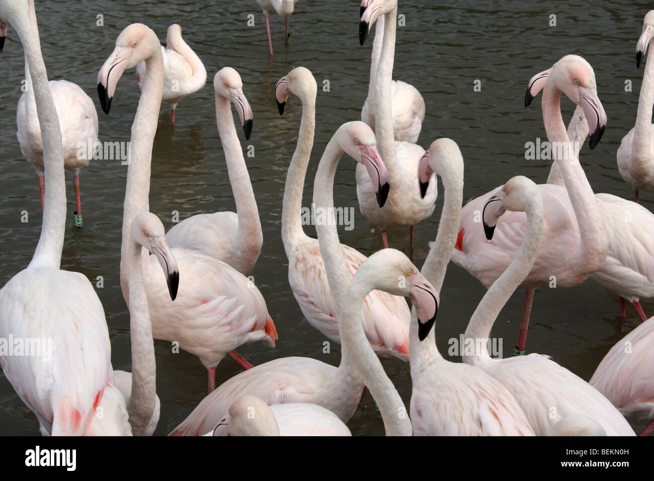 Phoenicopterus ruber roseus hi-res stock photography and images - Alamy
