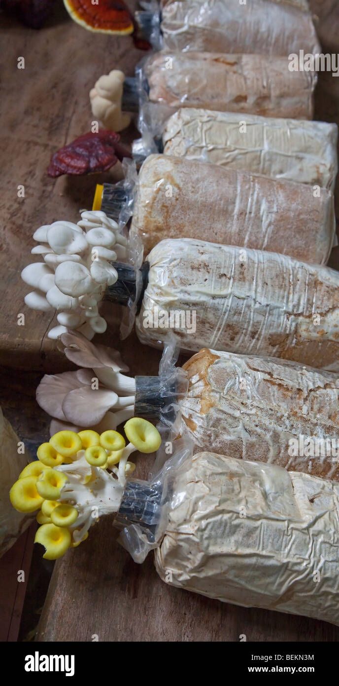 Mushroom fungi farming and commercial cultivation, Malaysia Stock Photo ...