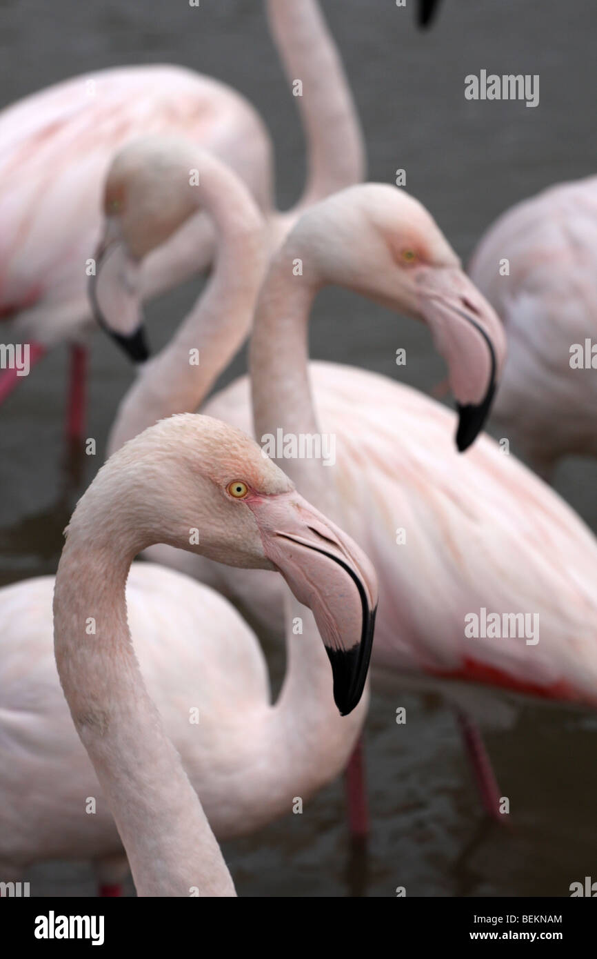 Phoenicopterus ruber roseus hi-res stock photography and images - Alamy