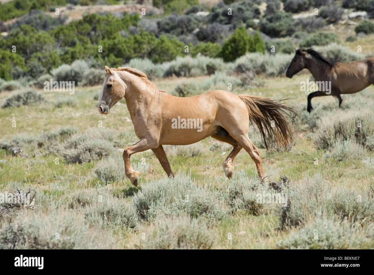 Mustang horse running hi-res stock photography and images - Alamy