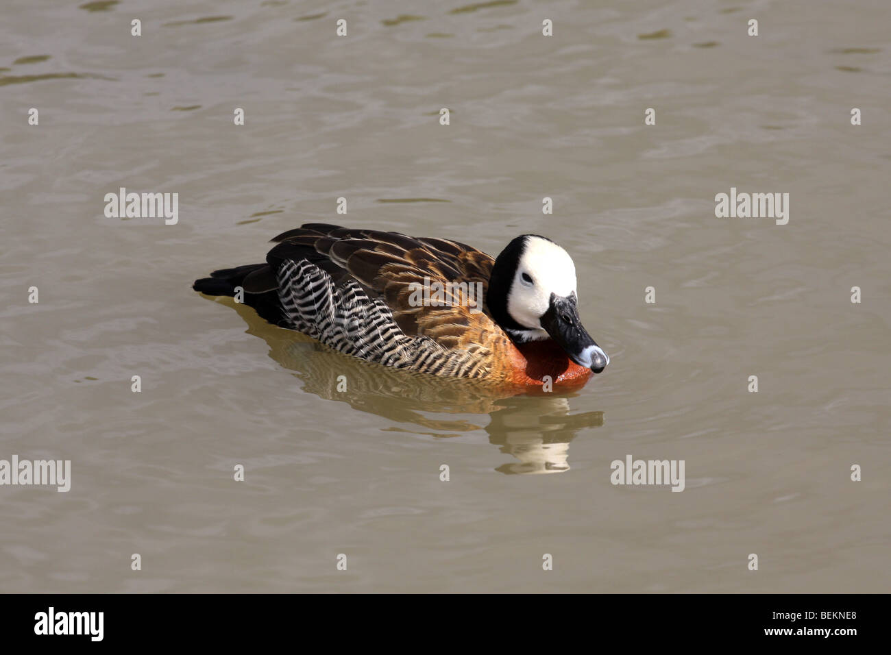 White faced whistler duck, Dendrocygna Viduata Stock Photo - Alamy