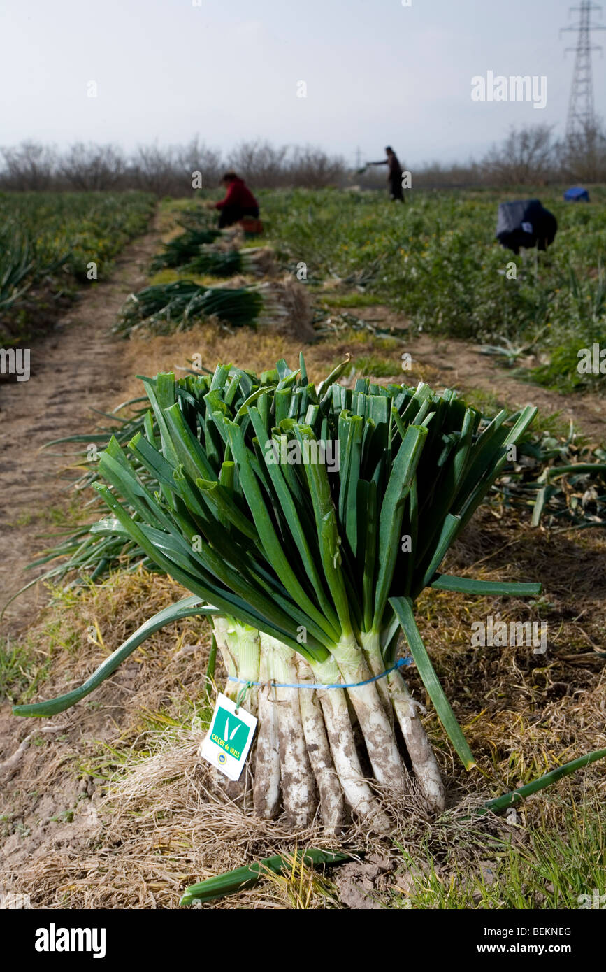 Calcot onion farming Spain Stock Photo - Alamy