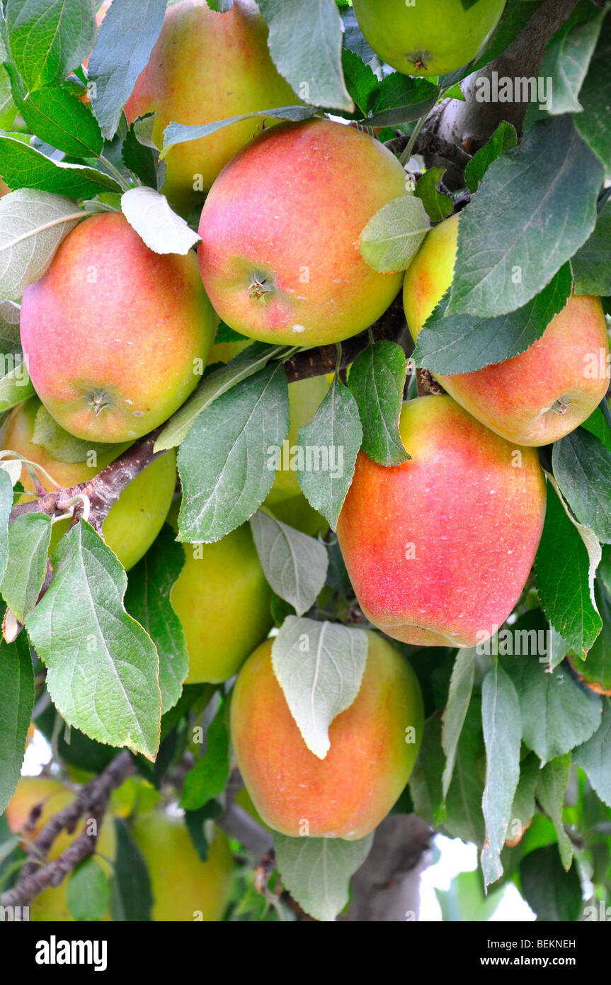 Fall apples in the Hood River Valley Stock Photo - Alamy