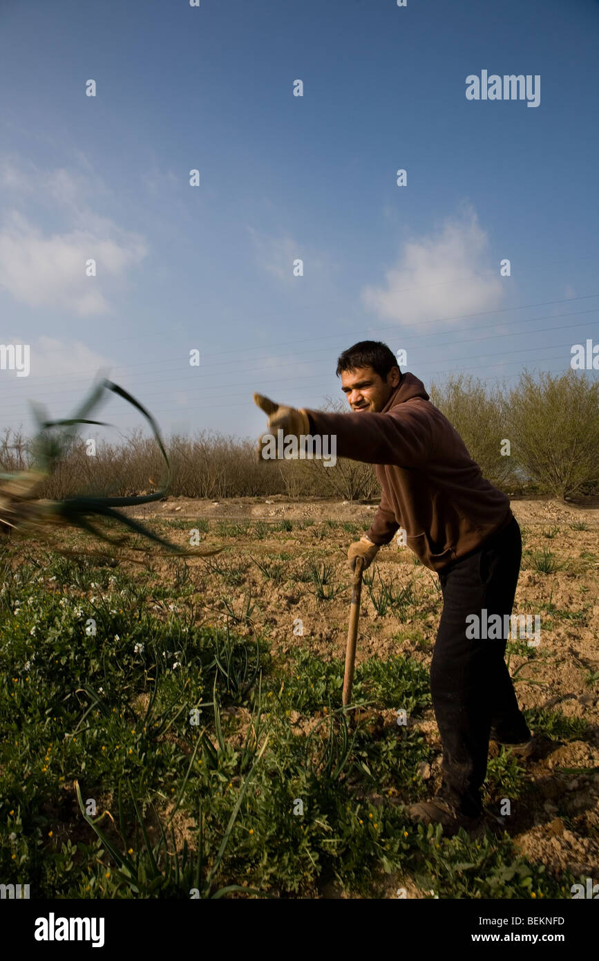 Calcot onion farming spain hi-res stock photography and images - Alamy