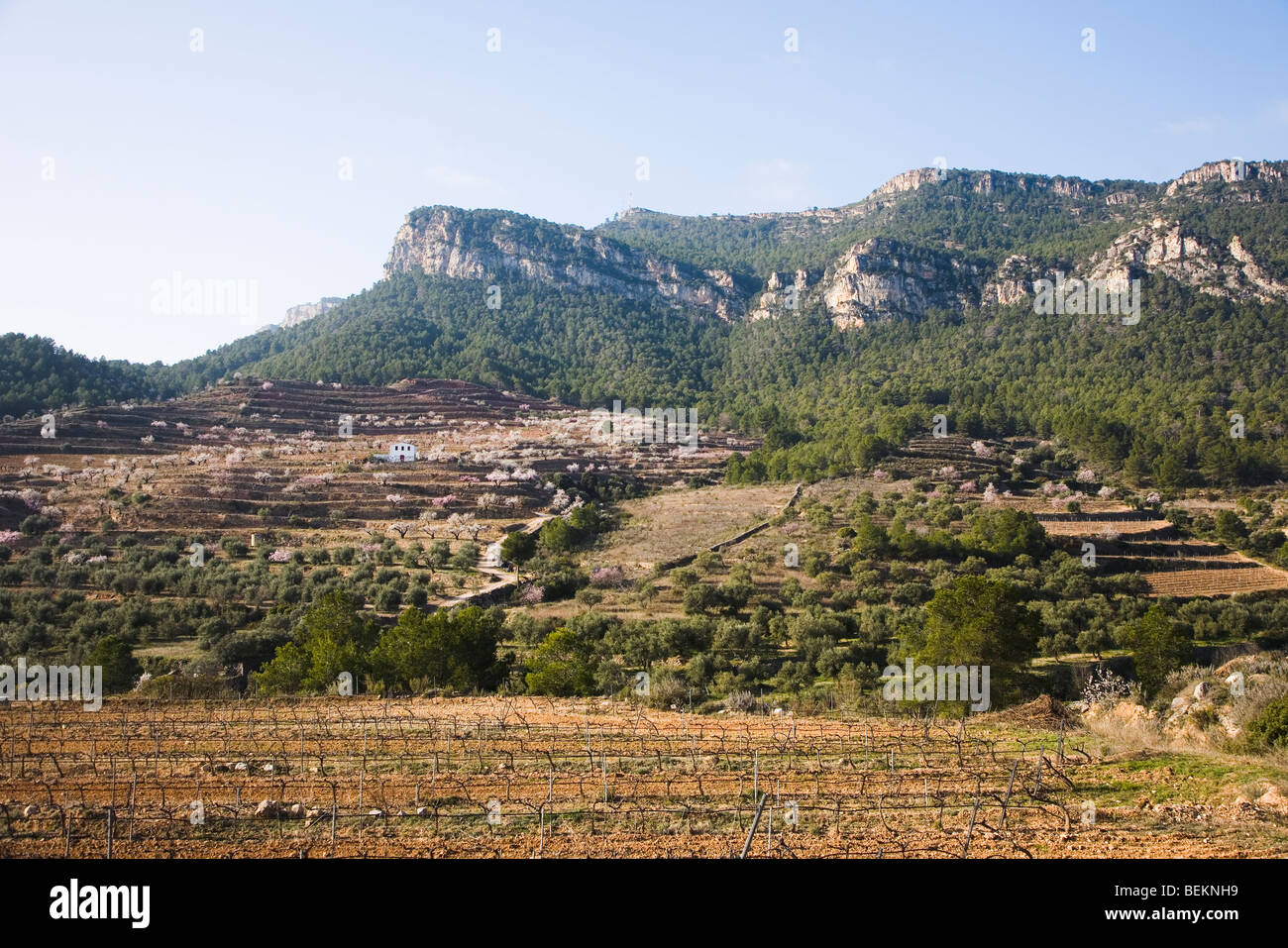 Costa Dorada Calcot onion Spain Calcotada Spanish Stock Photo - Alamy