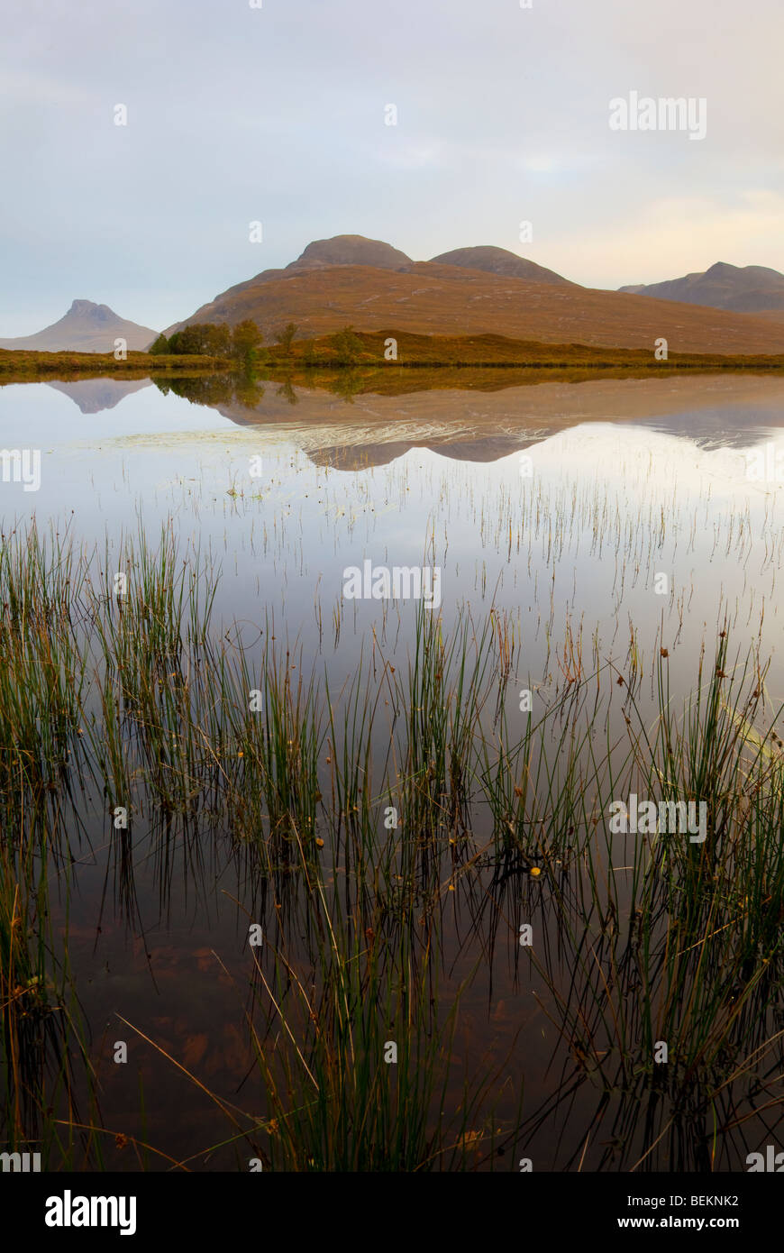 Polly reed hi-res stock photography and images - Alamy